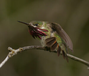 Meet The Calliope Hummingbird (Photos & Facts)