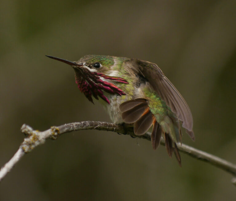 Meet The Calliope Hummingbird (Photos & Facts)