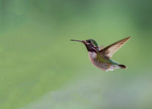 Meet The Calliope Hummingbird (Photos & Facts)