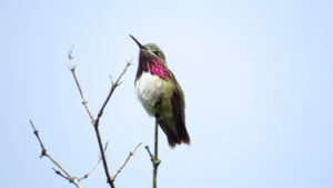 Meet The Calliope Hummingbird (Photos & Facts)