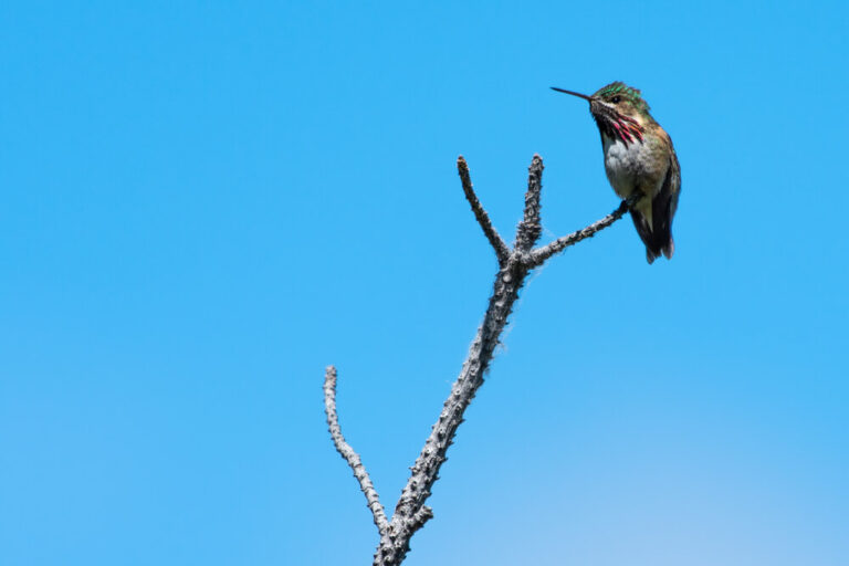 Meet The Calliope Hummingbird (Photos & Facts)