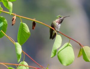 Meet The Calliope Hummingbird (Photos & Facts)