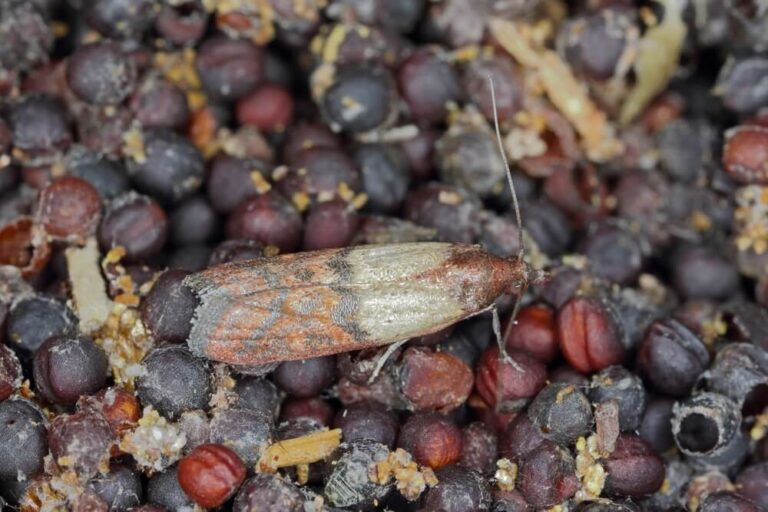 11 Common Bird Feeder Pests (And How To Get Rid Of Them)