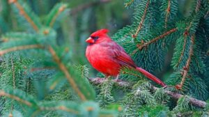How To Attract Cardinals To Your Yard (11 Tips & Tricks)