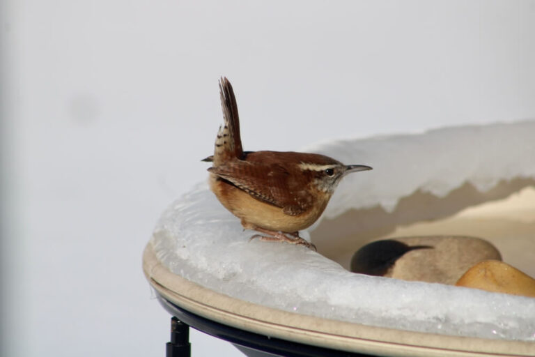 How To Attract Carolina Wrens To Your Garden (7 Methods)