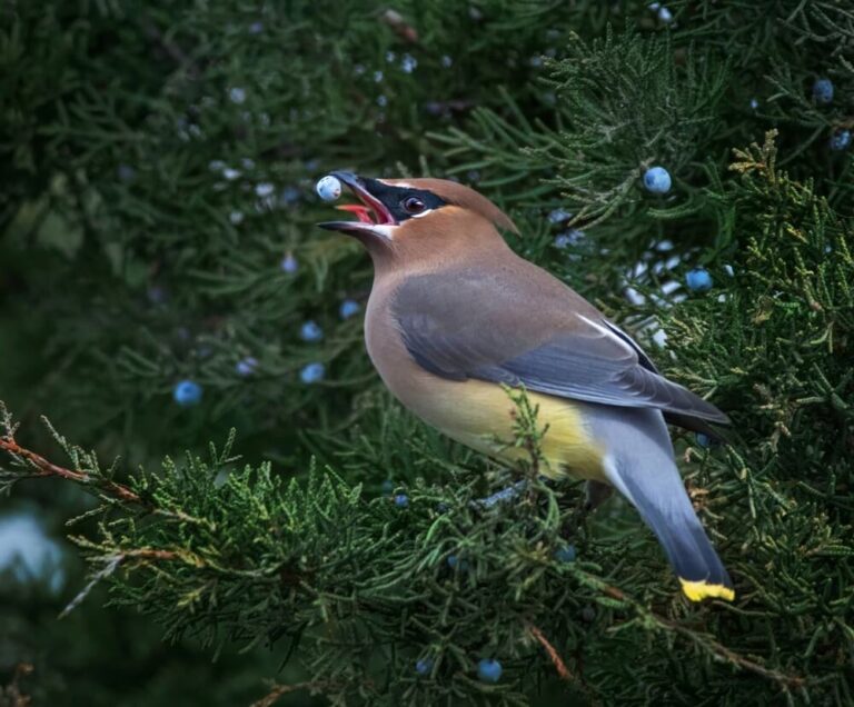 How To Attract Cedar Waxwings To Your Yard (6 Tips)