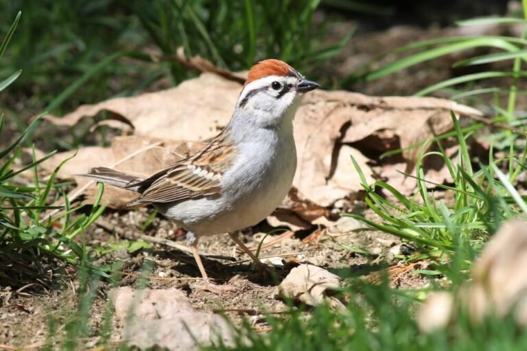 How To Attract Sparrows To Your Yard (11 Helpful Tips)