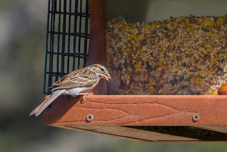 How To Attract Sparrows To Your Yard (11 Helpful Tips)