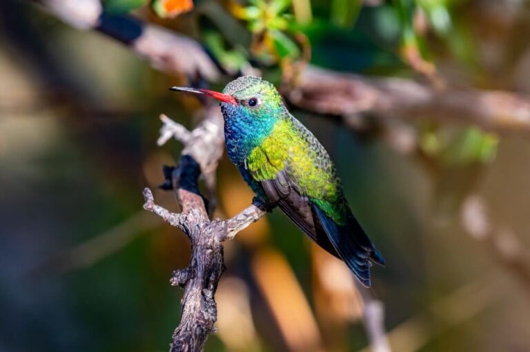 Meet The Broad-Billed Hummingbird (Photos & Facts)