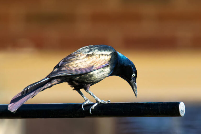 7 Ways To Deter Bully Birds From Taking Over Your Yard