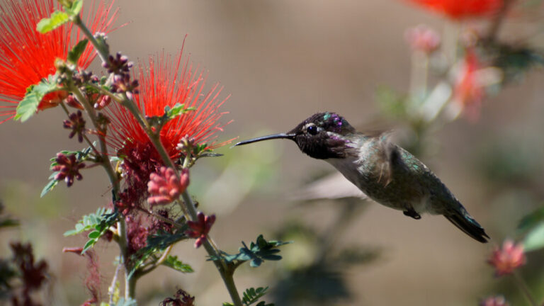 Meet The Costa’s Hummingbird (Photos & Facts)