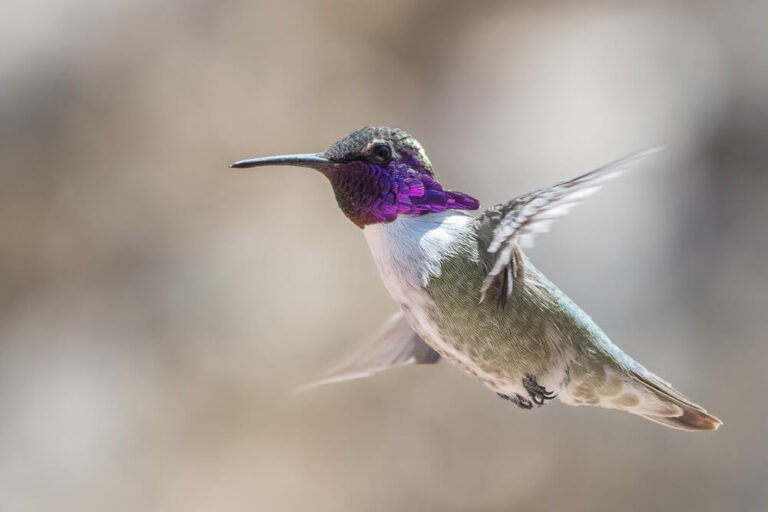 Meet The Costa’s Hummingbird (Photos & Facts)
