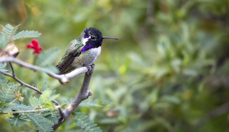 Meet The Costa’s Hummingbird (Photos & Facts)