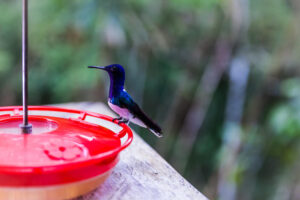 How To Make Hummingbird Nectar Without Boiling The Water (The Perfect ...