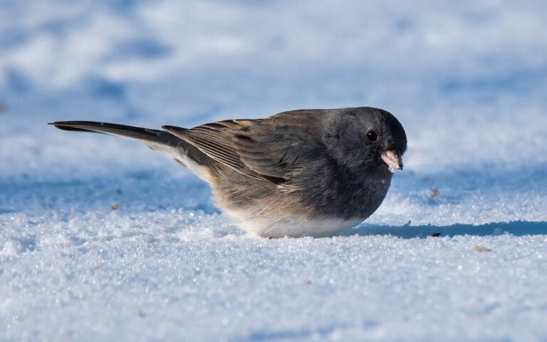 How To Attract Dark-Eyed Juncos To Your Backyard (10 Ways)