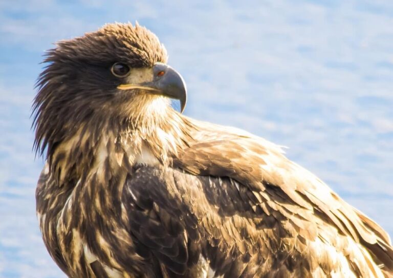 Eagle Symbolism: 8 Meanings & Representations