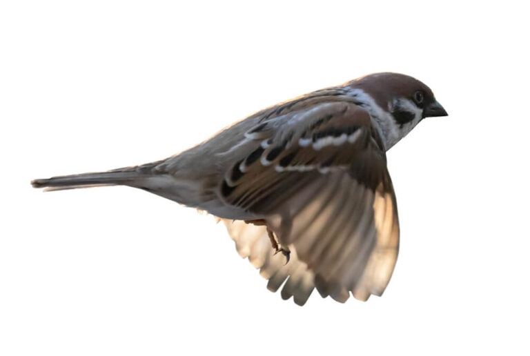 Sparrow Symbolism: 13 Meanings & Representations
