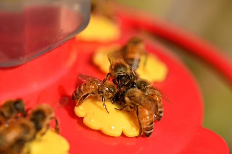 14 Ways To Keep Wasps & Bees Off Your Feeders (Natural Methods)