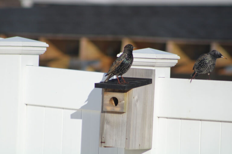 7 Ways To Deter Bully Birds From Taking Over Your Yard