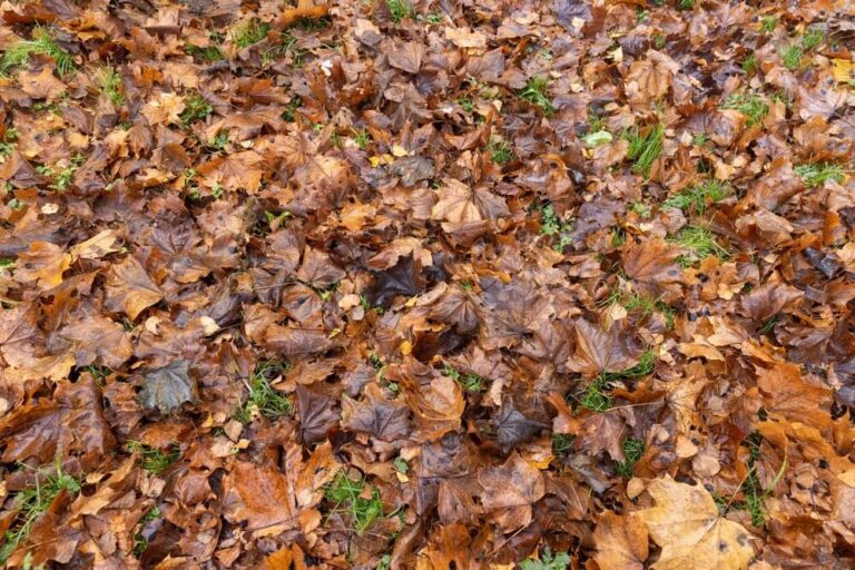 14 Ways To Keep Rats Off Your Bird Feeders