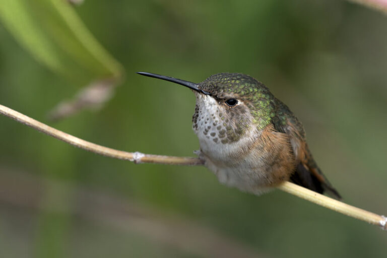 Meet The Allen’s Hummingbird (Facts & Photos)