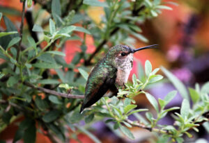 Meet The Allen’s Hummingbird (Facts & Photos)