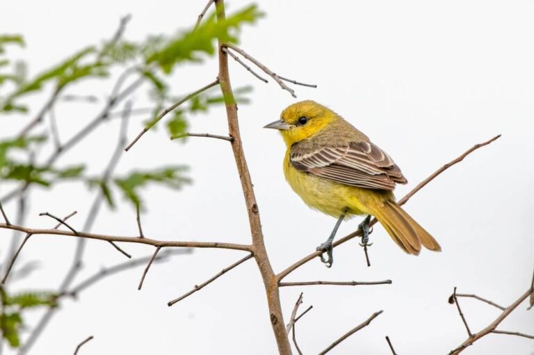 Meet The Baltimore Oriole (Photos & Facts)