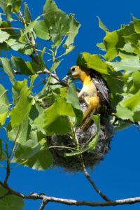 Meet The Baltimore Oriole (Photos & Facts)