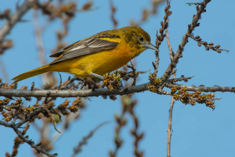 How To Attract Baltimore Orioles To Your Yard (11 Tips)