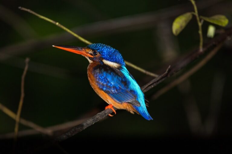 20 Interesting Facts About Kingfishers