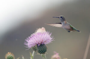 Meet The Calliope Hummingbird (Photos & Facts)