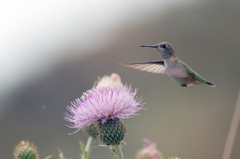 Meet The Calliope Hummingbird (Photos & Facts)