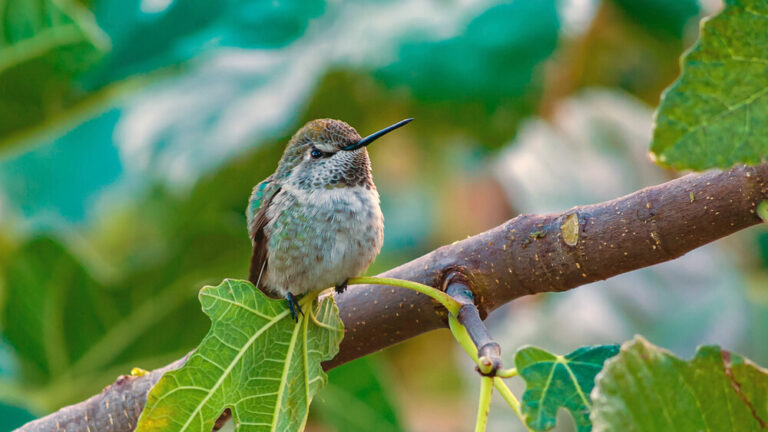 Meet The Calliope Hummingbird (Photos & Facts)