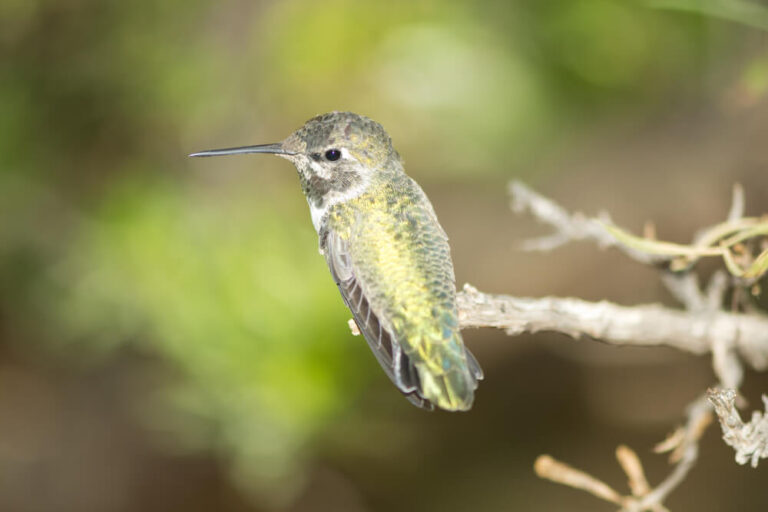Meet The Costa’s Hummingbird (Photos & Facts)