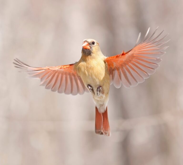 How To Attract Cardinals To Your Yard (11 Tips & Tricks)