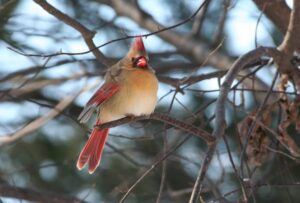 Male Vs. Female Cardinals (5 Main Differences + Fun Facts)