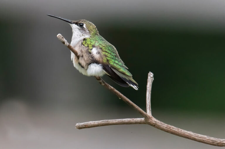 Meet The Ruby-Throated Hummingbird (Photos & Facts)