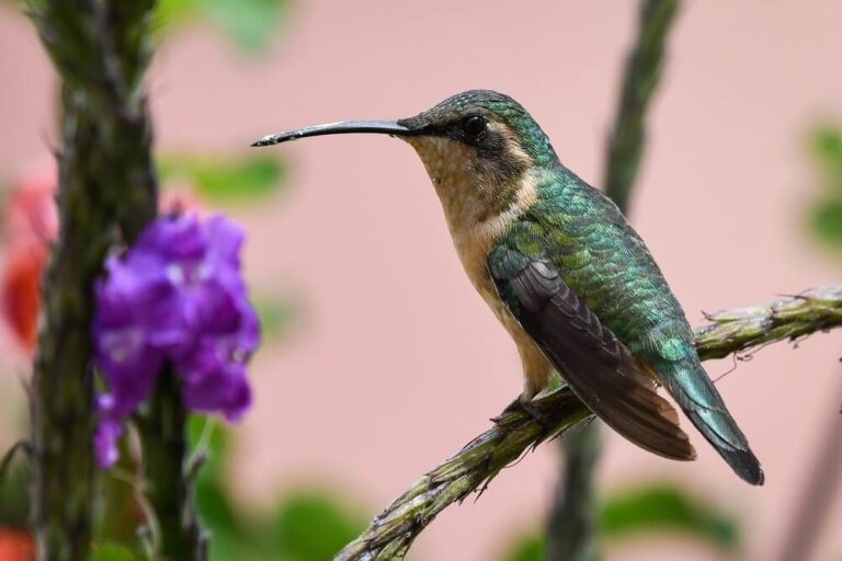 Male Vs. Female Hummingbirds (7 Differences)