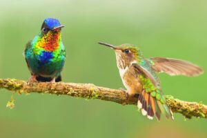 Male Vs. Female Hummingbirds (7 Differences)