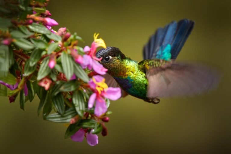Hummingbird Symbolism: 11 Meanings & Interpretations