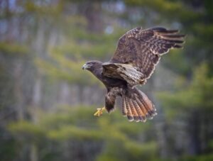 Eagle Symbolism: 8 Meanings & Representations