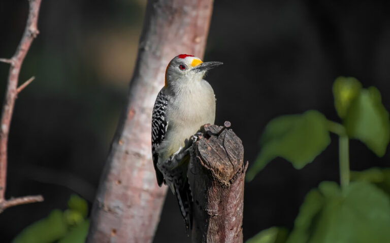 10 Fun Facts About The Golden-Fronted Woodpecker