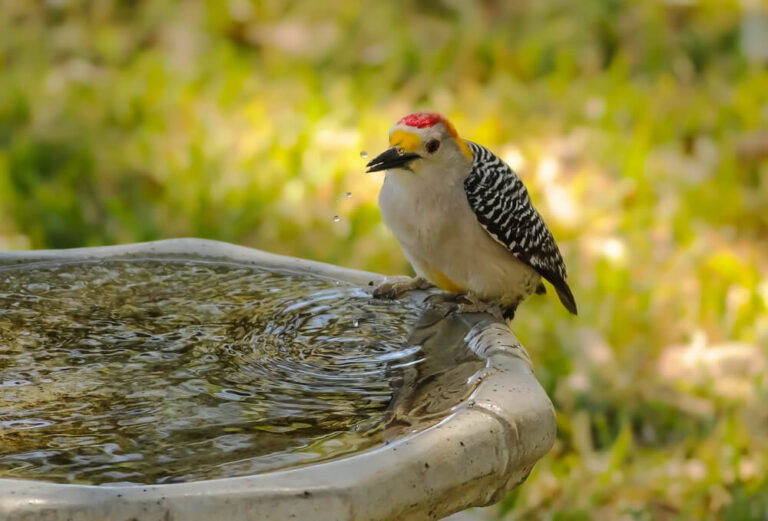 10 Fun Facts About The Golden-Fronted Woodpecker