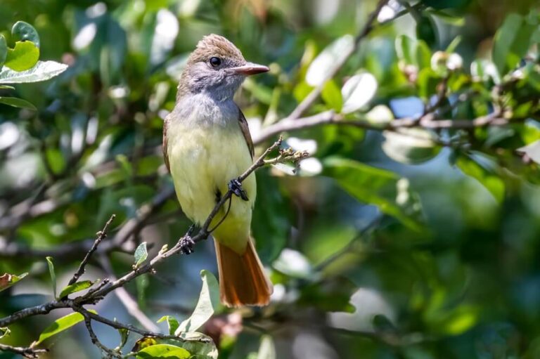 20 Birds With Crests In North America (With Pictures)