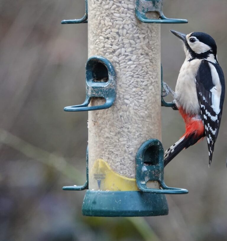 12 Tips For Storing Bird Seeds Year-Round