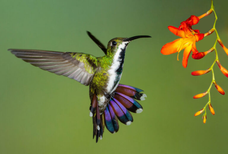 Meet The Green-Breasted Mango Hummingbird (Photos & Facts)