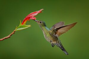 Hummingbird Symbolism: 11 Meanings & Interpretations