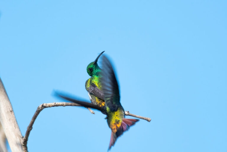 Why Are Hummingbirds So Aggressive? (11 Reasons)