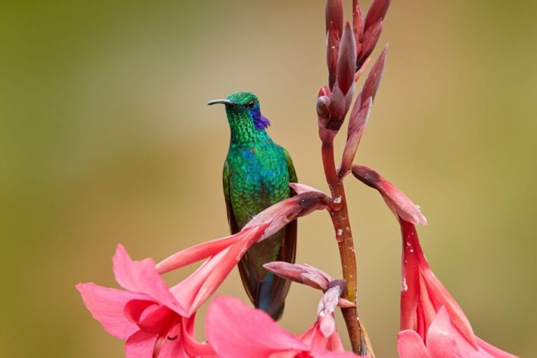 Meet The Mexican Violetear Hummingbird (Photos & Facts)
