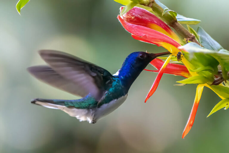 Hummingbird Symbolism: 11 Meanings & Interpretations